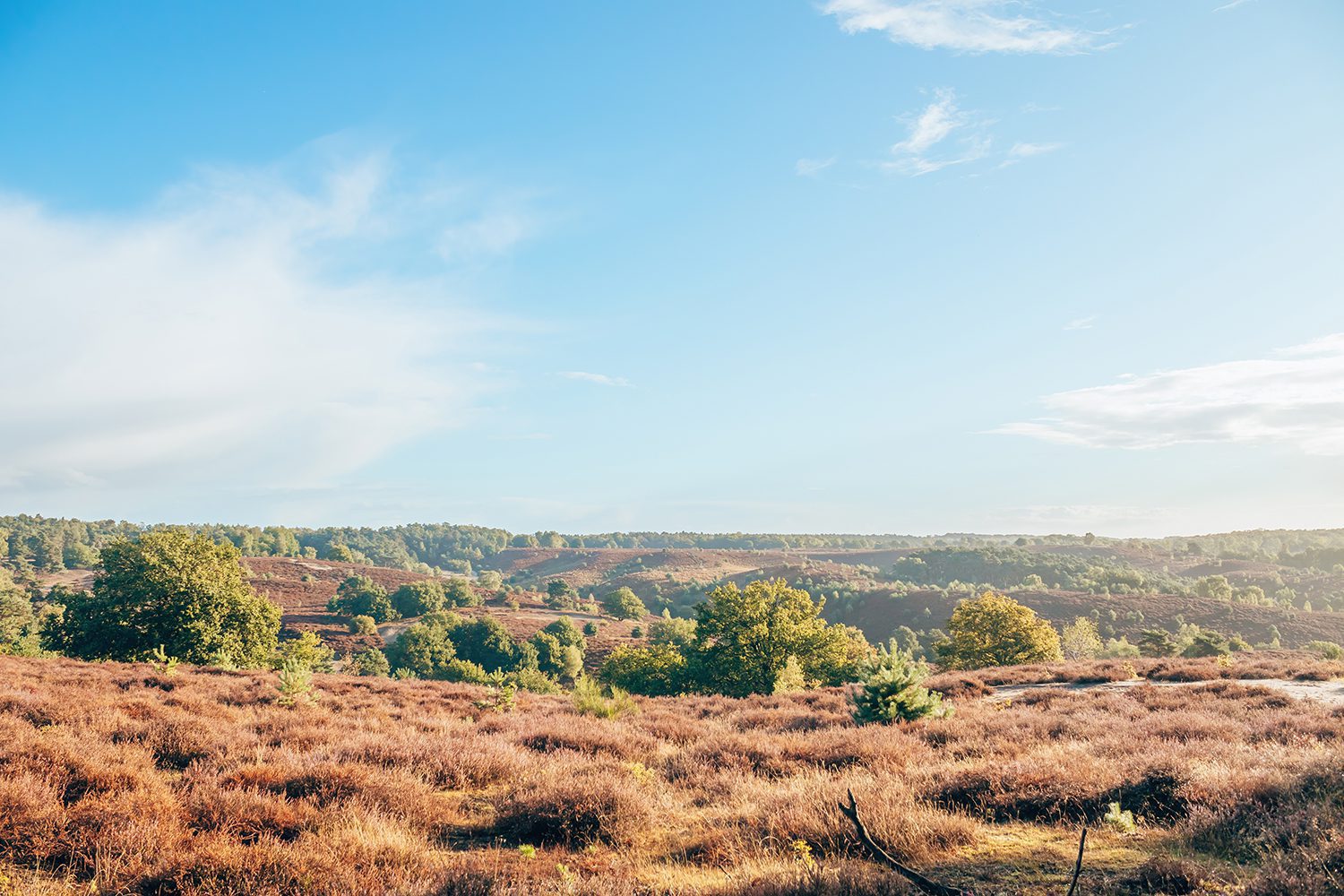 100x Wandelen op de Veluwe: tips voor gebieden en routes