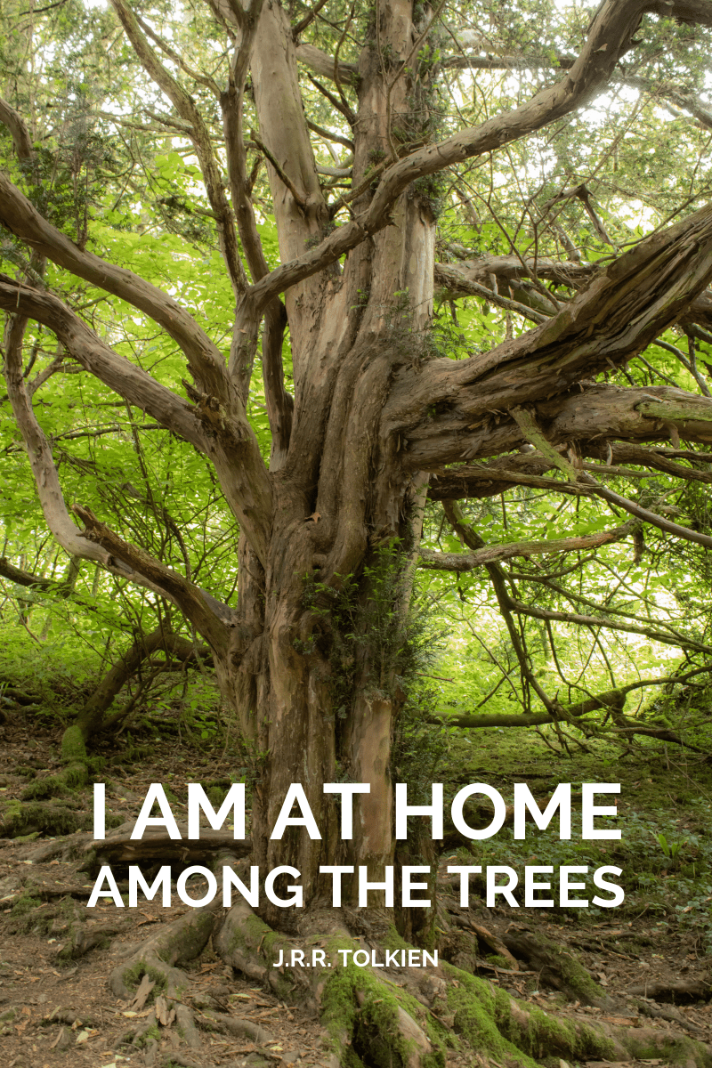 100 inspirerende quotes over wandeldingen | Wandeldingen.nl