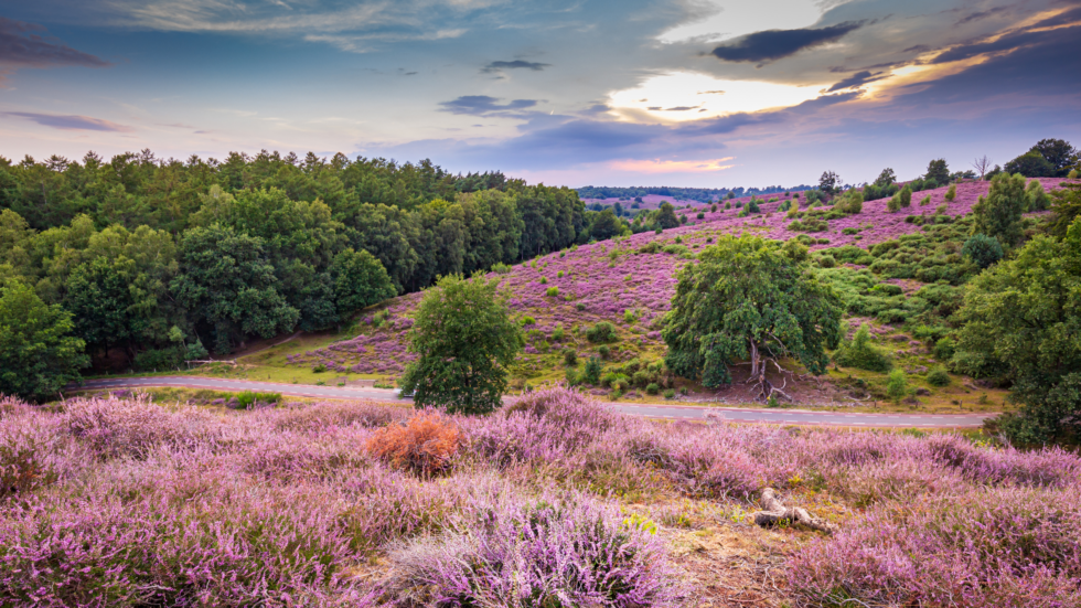 Wandelen op de Veluwe: tips voor gebieden en routes