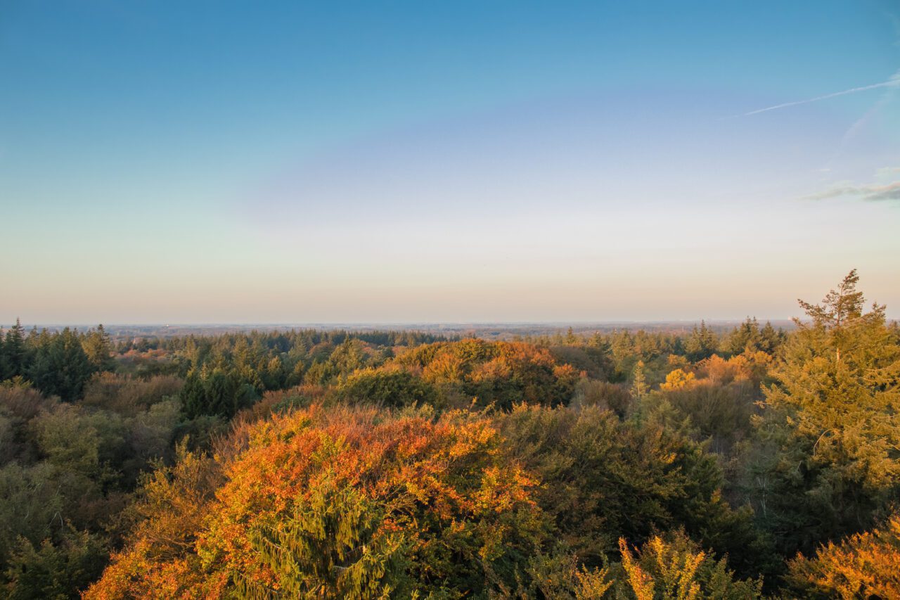 Boswandelingen, de 15 mooiste bossen in Nederland