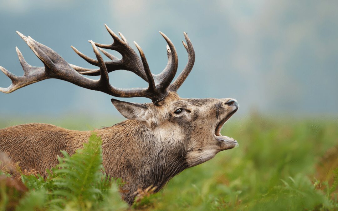 Waar kan ik burlende herten zien? | Wandeldingen.nl