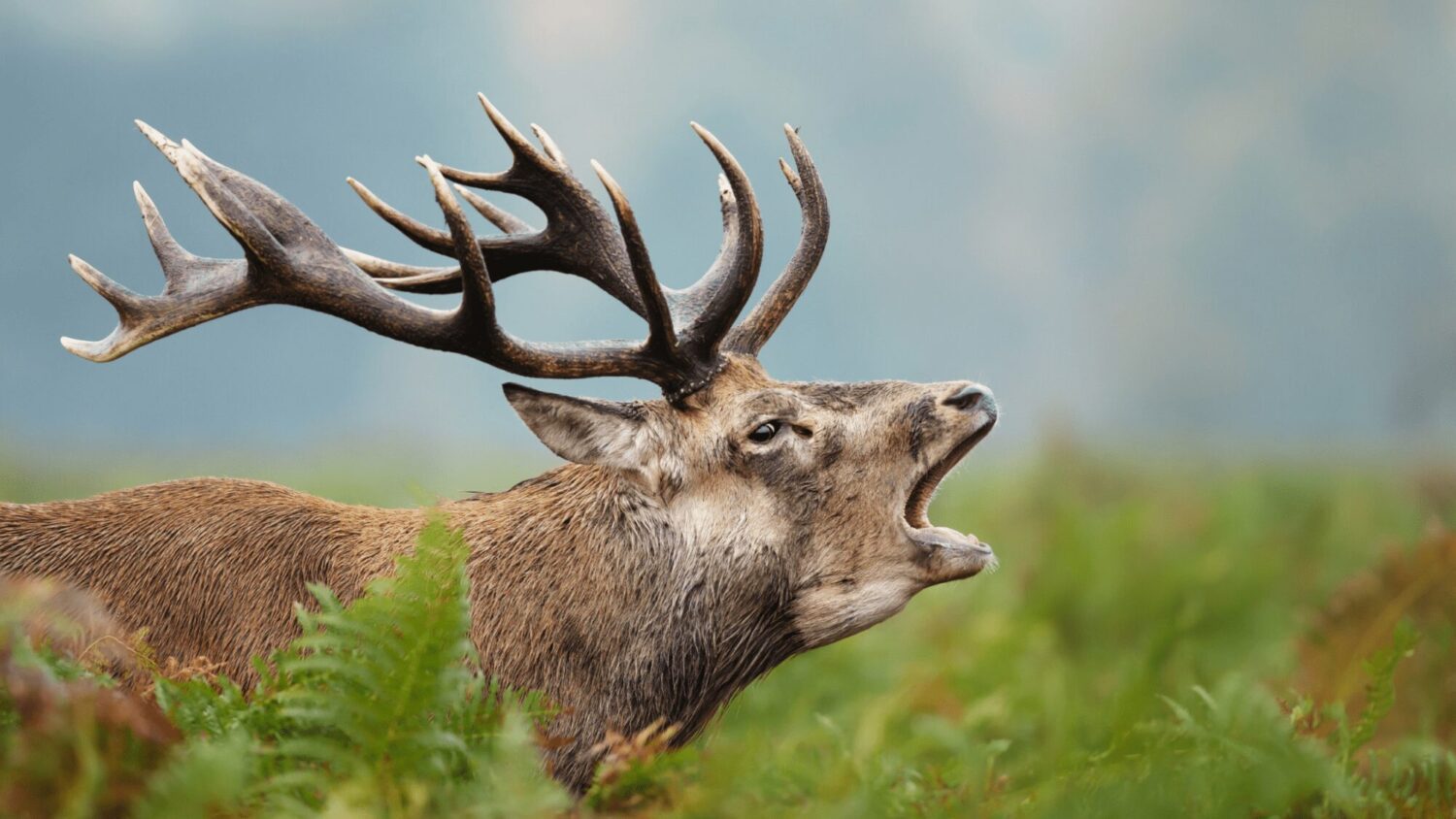 Waar kan ik burlende herten zien? | Wandeldingen.nl