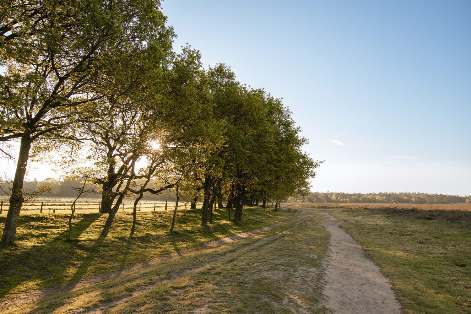Schaapskooiroute Ginkelse Heide bij Ede | Wandeldingen.nl