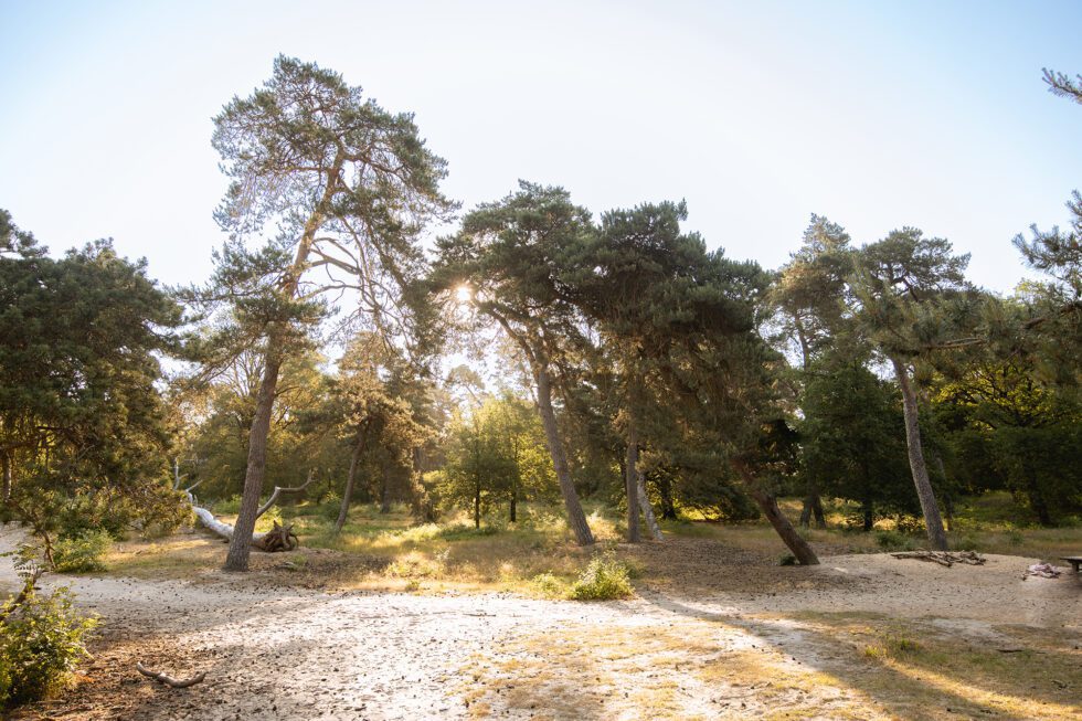 Wandelen door De Sysselt | Wandeldingen.nl