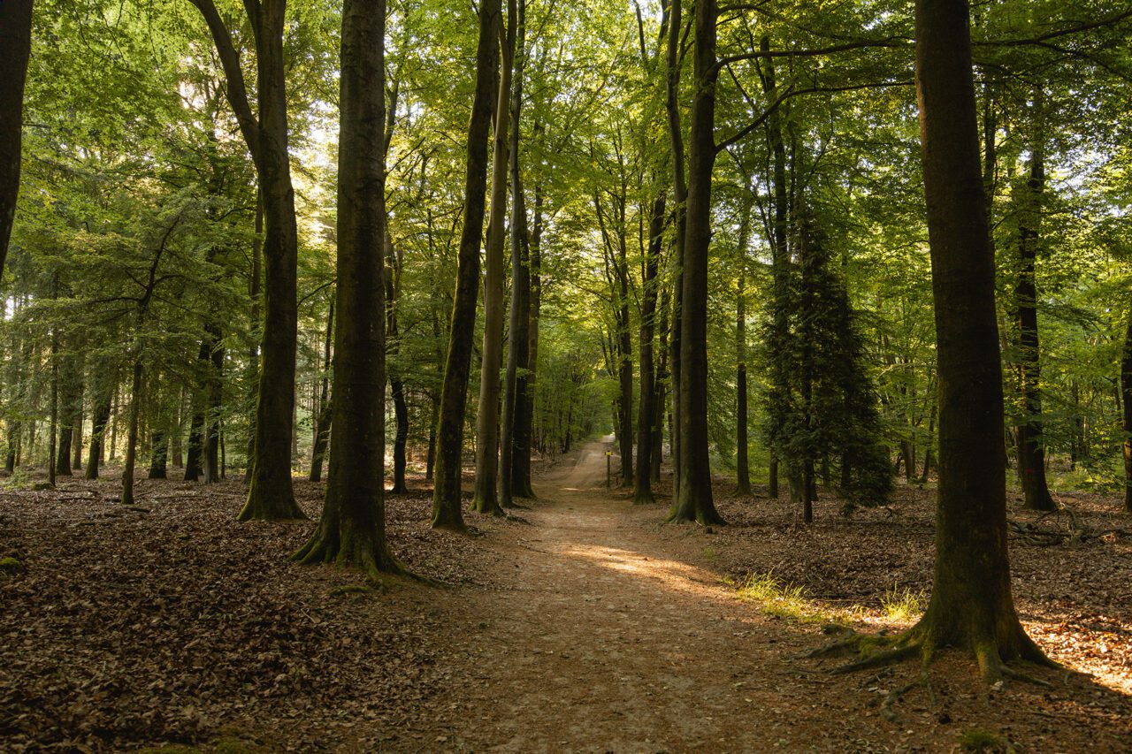 Wandelen door De Sysselt | Wandeldingen.nl