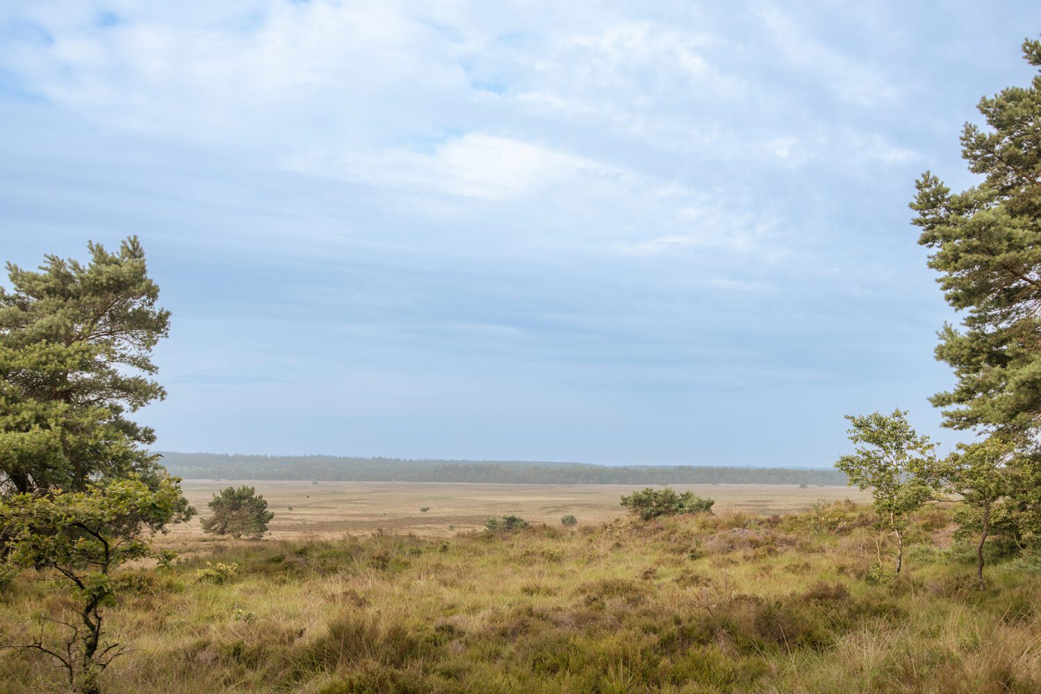 IVN wandelroute Dassenberg bij Hoog Soeren | Wandeldingen.nl