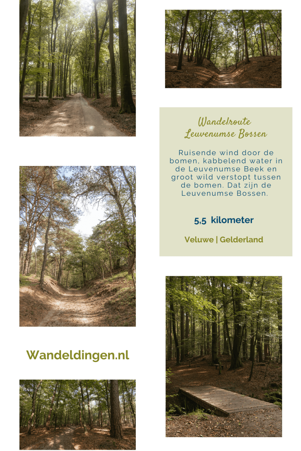 Zandmolenroute Leuvenumse Bos van Natuurmonumenten | Wandeldingen.nl