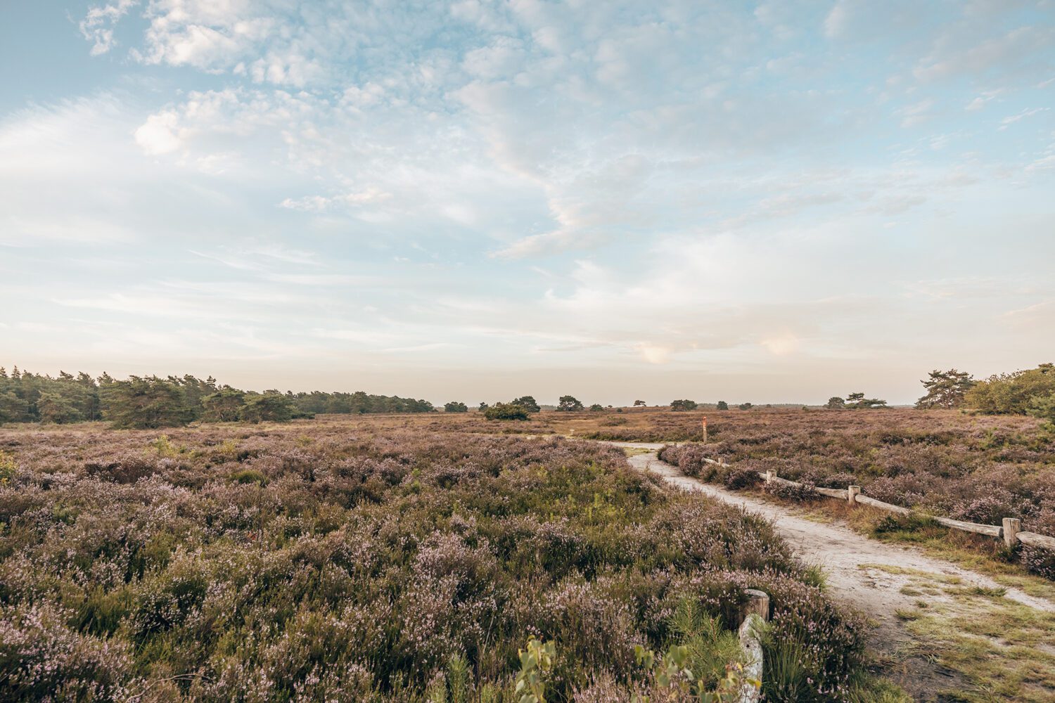 Wandelen door De Sysselt | Wandeldingen.nl
