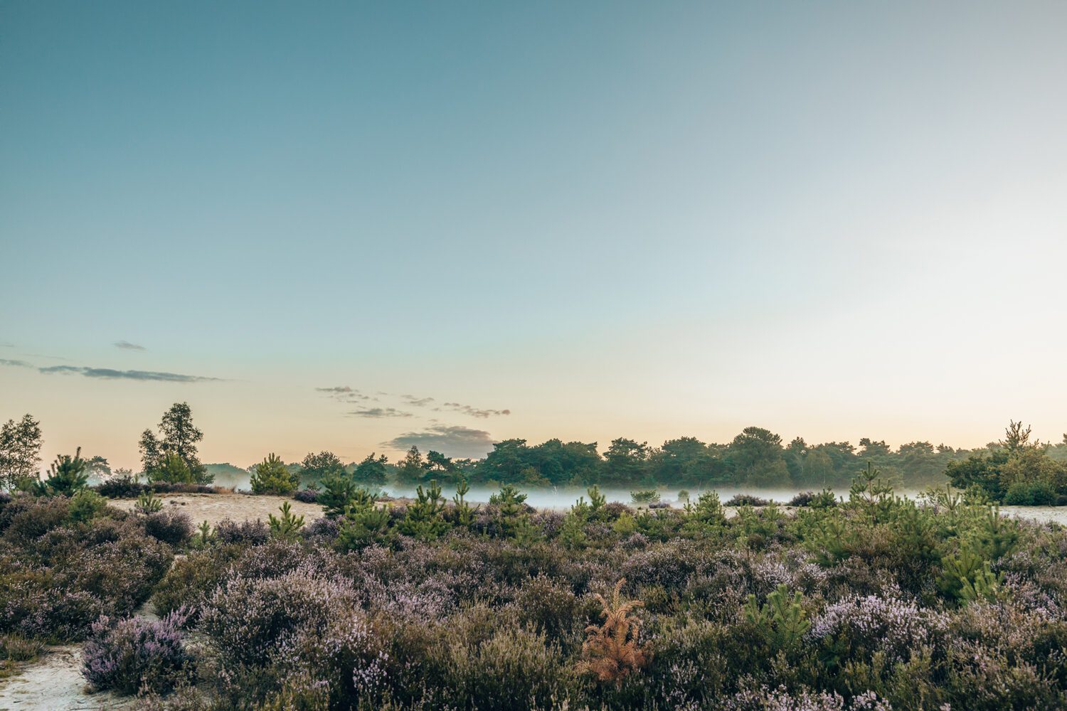 Wandelroute Kampina; heide, bos en vennen | Wandeldingen.nl